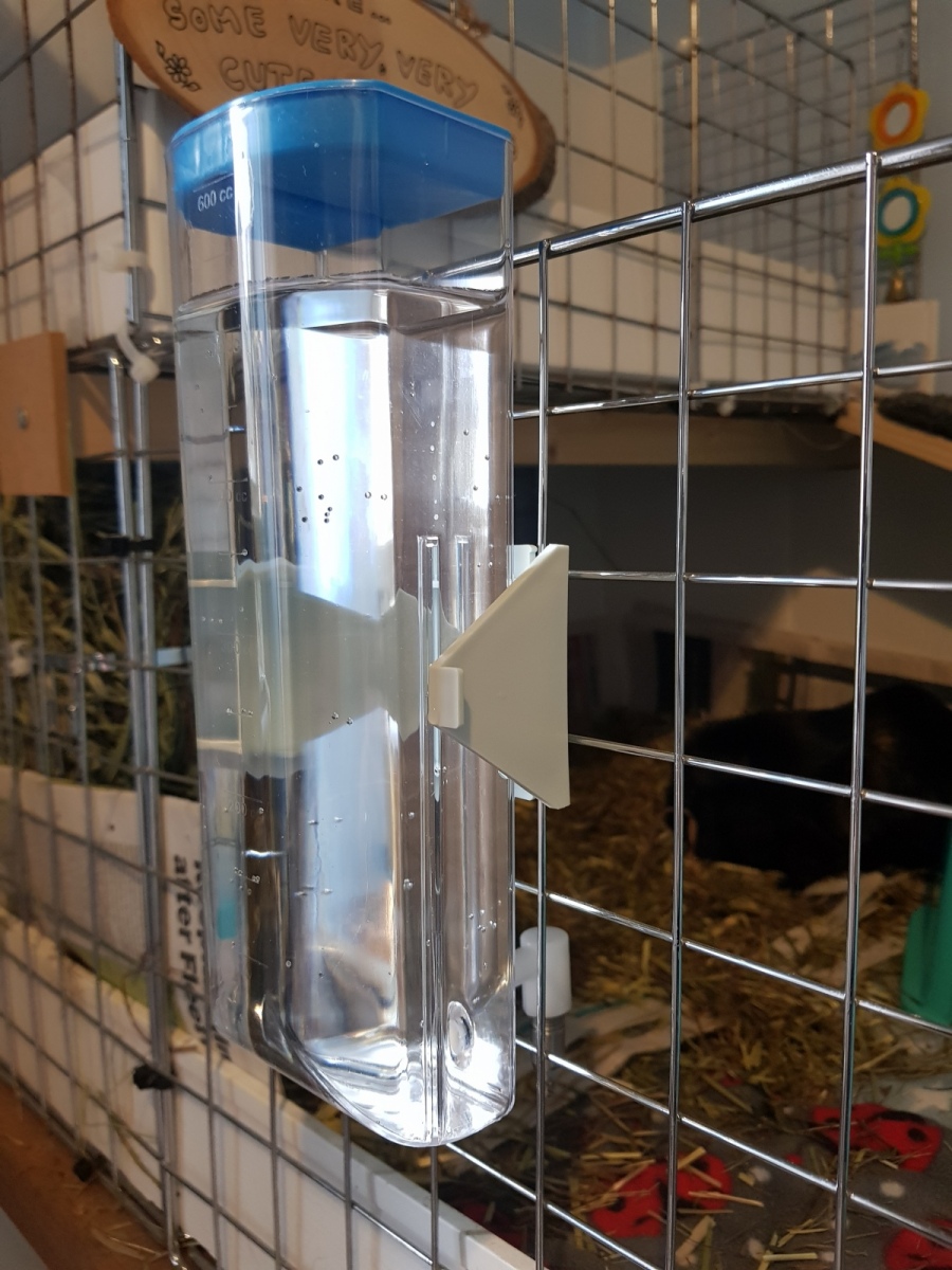 Guinea Pig Boarding – The Guinea Pig Groomer