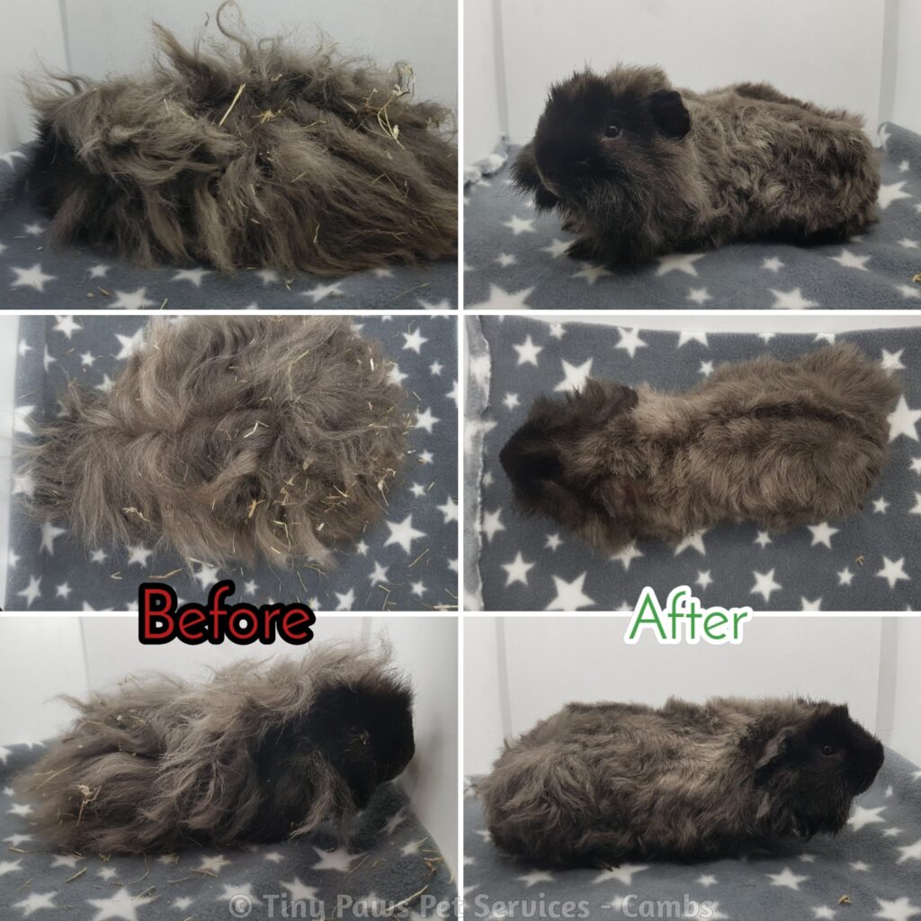 The Guinea Pig Groomer – Tiny Paws Guinea Pig Groomer