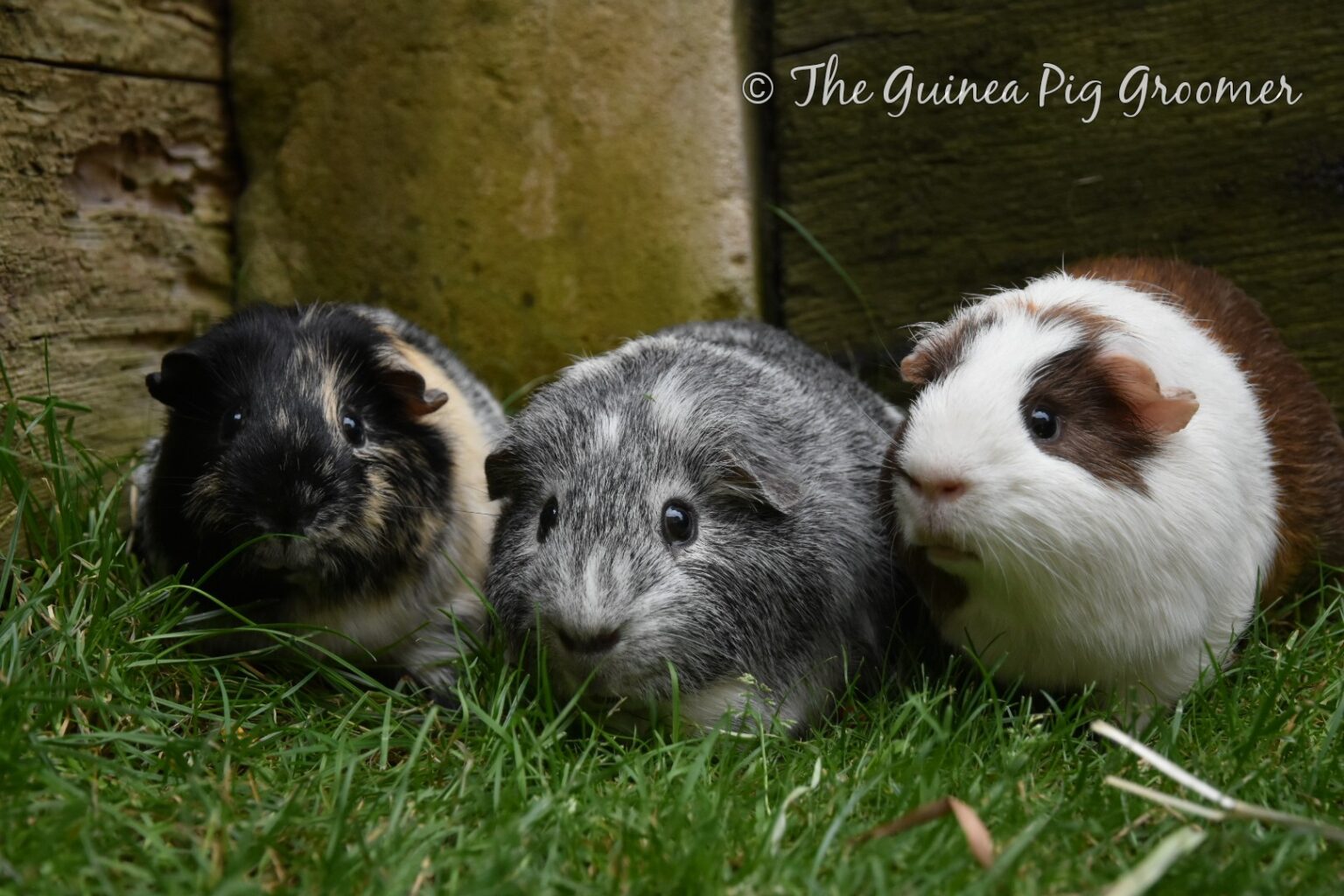Guinea Pig Photography – Tiny Paws Guinea Pig Groomer